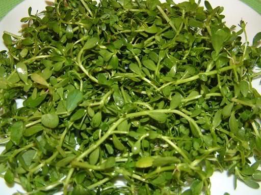 Giới thiệu nhiều bài thuốc hay từ cây rau đắng mà có thể bạn chưa biết